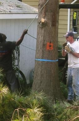 TRI-COUNTY TREE SERVICE - Updated October 2025 - 20 Photos & 14 Reviews - Dowell, Maryland ...