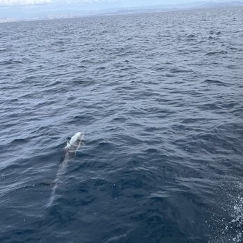 CAPT DAVE’S DANA POINT DOLPHIN & WHALE WATCHING SAFARI - 713 Photos ...