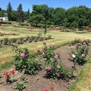 MAPLEWOOD ROSE GARDEN - 88 Photos - 1 Maplewood Ave, Rochester, NY - Yelp