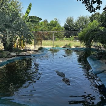 ALLIGATOR ALLEY - Updated May 2025 - 493 Photos & 170 Reviews - 19950 ...