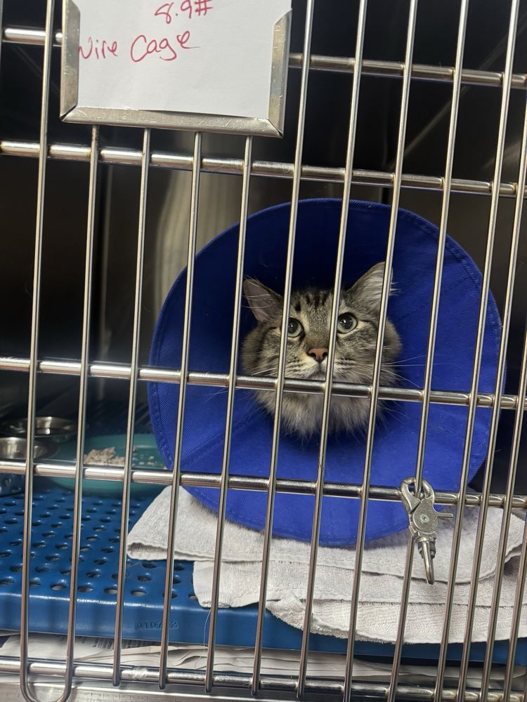 ANIMAL MEDICAL CENTER - Updated November 2025 - 13 Reviews - 7845 Hwy ...