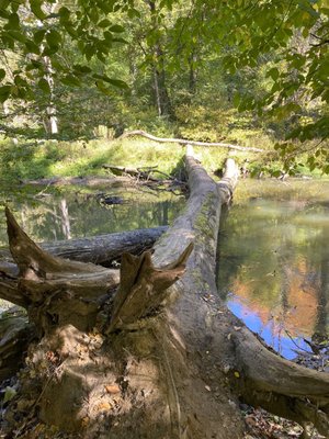 WARREN WOODS STATE PARK - Updated September 2024 - 37 Photos - Elm ...