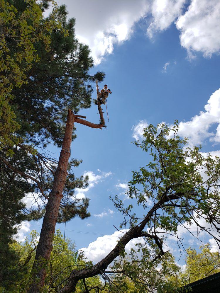 WEBER DAVIS TREE SERVICE - Updated September 2024 - 21 Photos - 1615 ...
