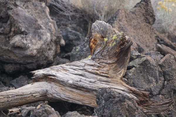 LAVA LANDS VISITOR CENTER - Updated August 2024 - 168 Photos & 54 ...