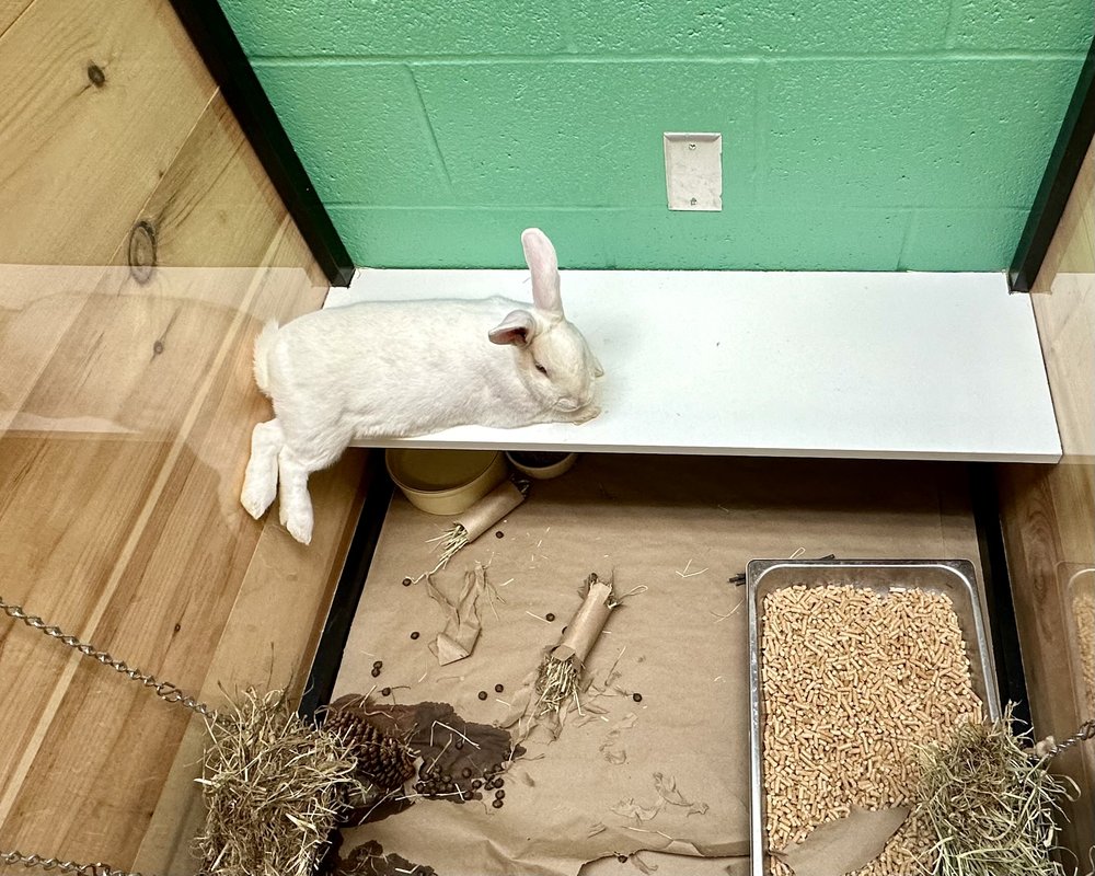 ANIMAL FRIENDS - Updated May 2025 - 80 Photos & 79 Reviews - 562 Camp ...