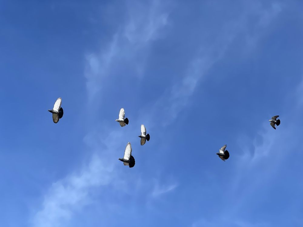 BLUE RUBY FARM - Updated June 2025 - 39 Photos - 6251 Marysville Rd ...