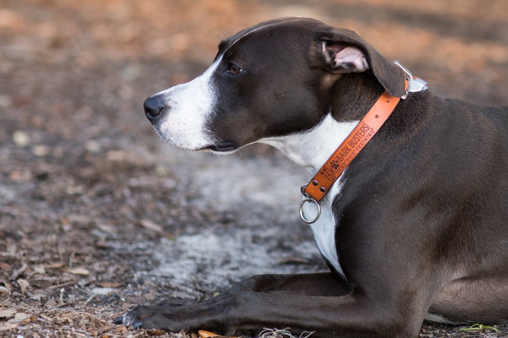 BARK BUSTERS BOCA RATON - Updated July 2025 - 250 Photos - Boca Raton ...