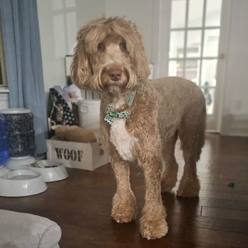 PETS R FAMILY VETERINARY HOSPITAL - Updated December 2025 - 117 Photos ...