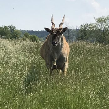 FORT CHISWELL ANIMAL PARK - Updated August 2025 - 81 Photos & 24 ...