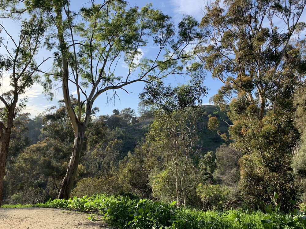 MURPHY RANCH PARK - 186 Photos & 45 Reviews - Hiking - 16200 Las ...