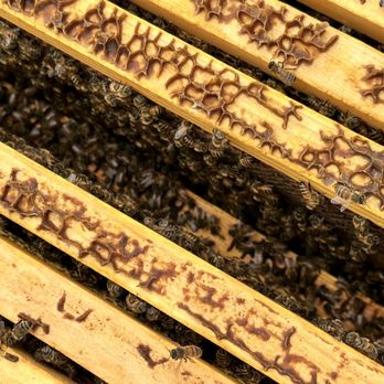 MAUI BEES - Updated July 2025 - 165 Photos & 69 Reviews - 150 Pulehunui ...