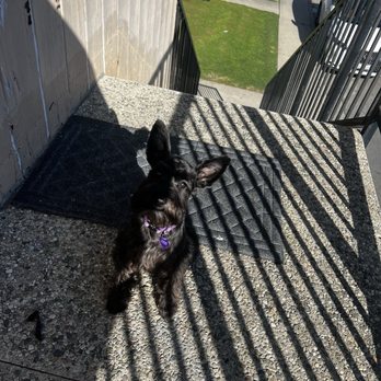 PETSMART - Updated May 2024 - 128 Photos & 179 Reviews - 730 S ...