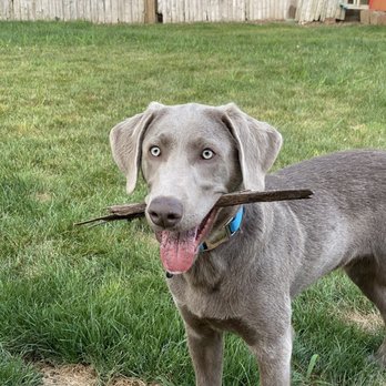 SUNSET HILL LABRADOR RETRIEVERS - Updated August 2025 - 10 Photos ...