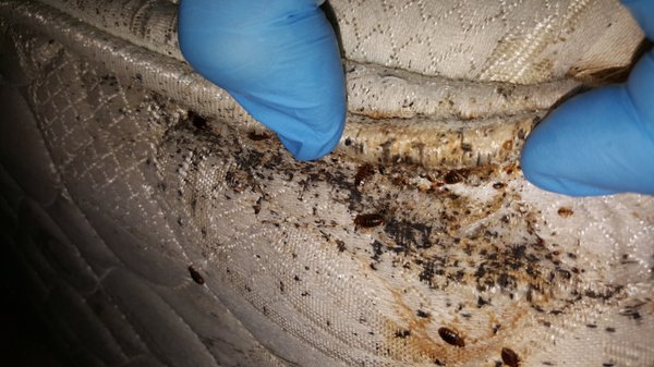 NW PEST CONTROL - Updated December 2025 - 19 Photos & 60 Reviews - 28 ...