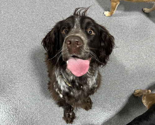 PUPPY HAVEN - BUCKHEAD - Updated January 2026 - 36 Photos & 20 Reviews ...