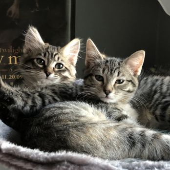 SIMPLY CATS ADOPTION CENTER - Updated May 2026 - 36 Photos & 30 Reviews ...