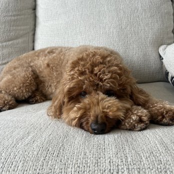 BUBBLY PAWS - Updated January 2026 - 44 Photos & 24 Reviews - 141 New ...