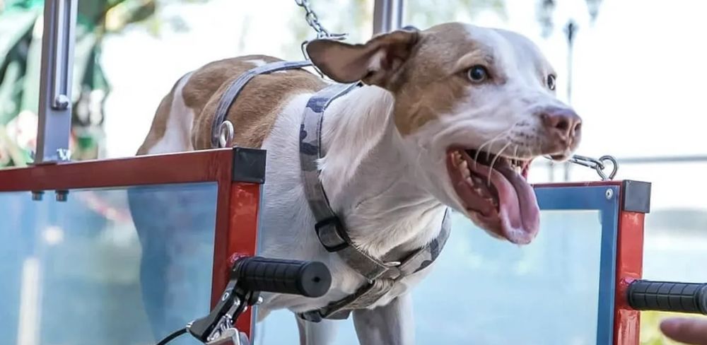 RUFF RUFF RUN - Updated August 2025 - Request a Quote - Woodbridge ...