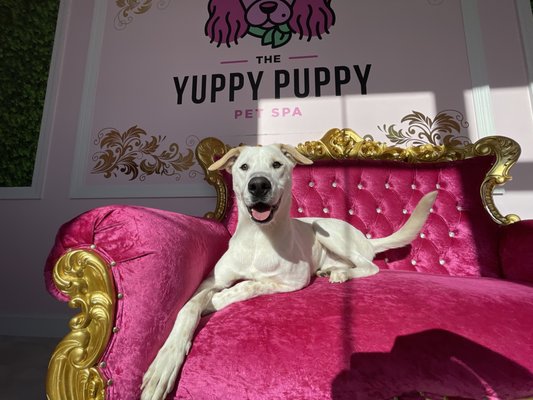 YUPPY PUPPY PET SPA - Updated May 2026 - 27 Photos & 81 Reviews - 5289 ...