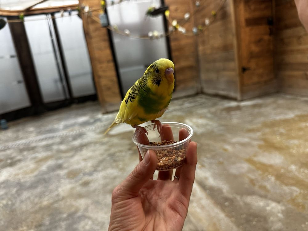 JUNGLE REEF - Updated December 2025 - 29 Photos & 26 Reviews - 750 ...