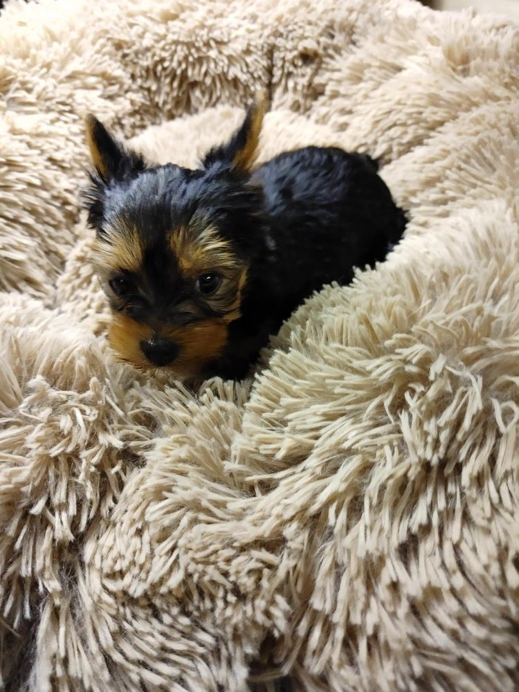 OKLAHOMA YORKIES - Updated August 2025 - 23 Photos - Oklahoma City ...