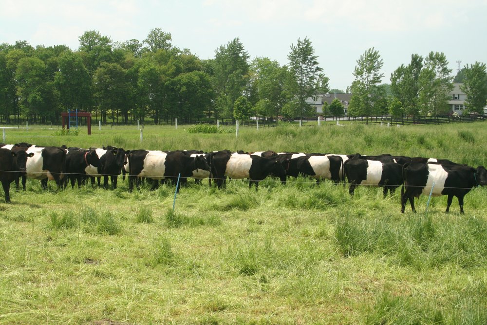 DUTCH MEADOWS FARM - Updated September 2025 - 220 Cabrini Blvd, New ...