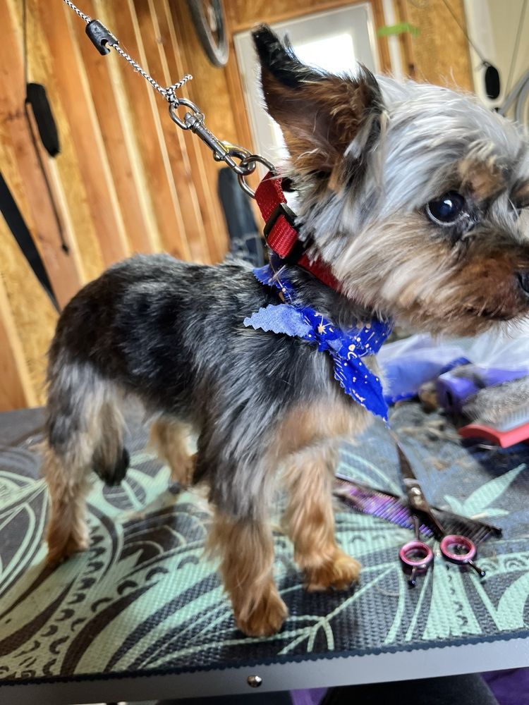PINKIE’S POOCH PARLOR - Updated February 2025 - 36 Photos - Littleton ...