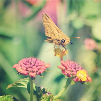 THE SMITHSONIAN BUTTERFLY HABITAT GARDEN - Updated December 2025 - 51 ...