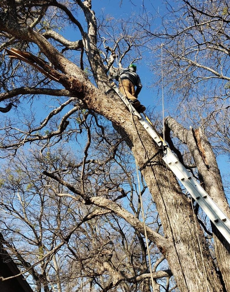 MAYFIELD’S TREE SERVICE - Updated January 2026 - 13 Photos - 7180 Jay ...