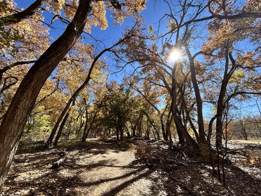 PASEO DEL BOSQUE TRAIL - Updated July 2025 - 117 Photos & 28 Reviews ...