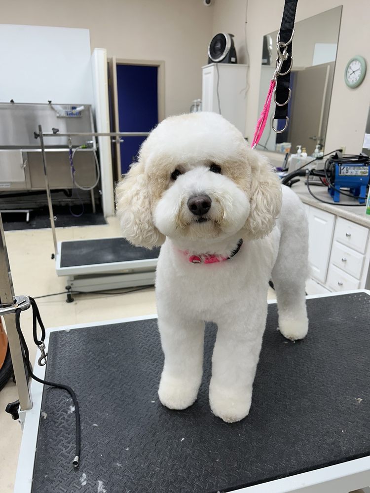 PAMPERED PET GROOMING SALON - Updated April 2025 - 38 Photos & 57 ...