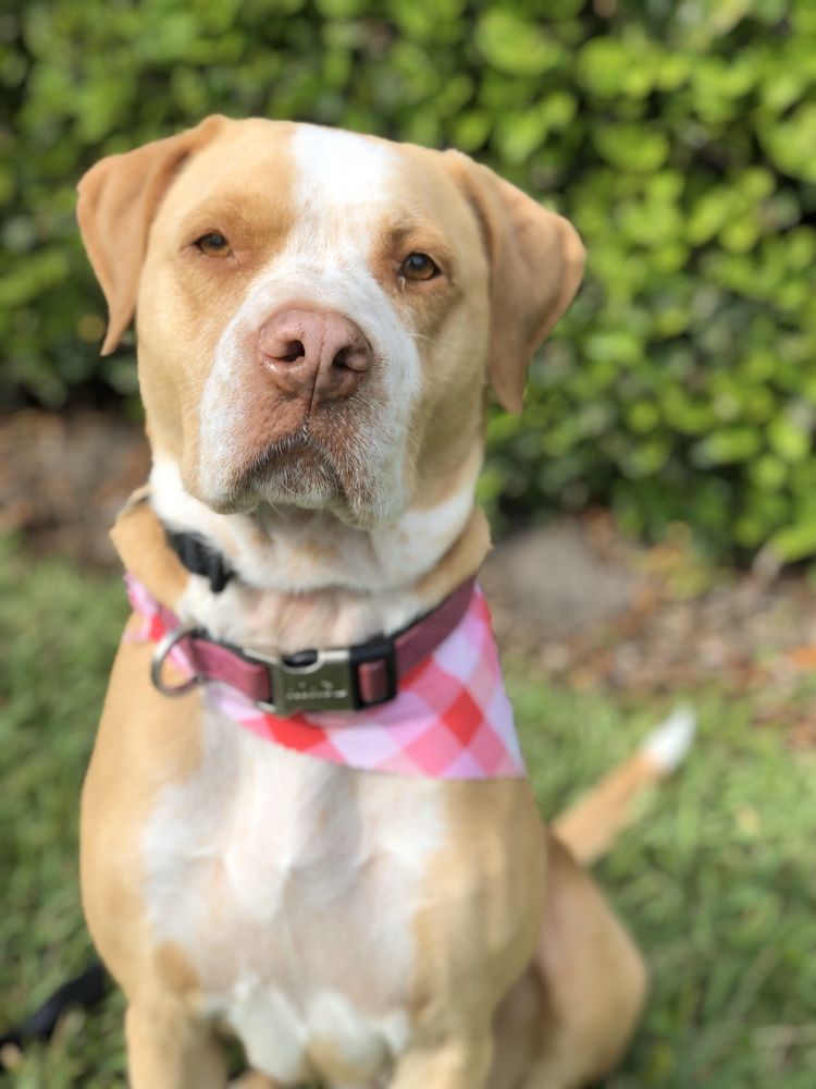 THE DOG STOP - STUART - 12 Reviews - Pet Boarding - 1070 NW Federal Hwy ...