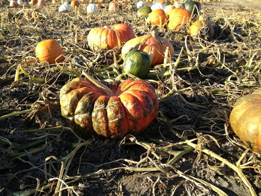 SCHAAKE PUMPKIN PATCH - Updated June 2026 - 19 Photos & 22 Reviews ...