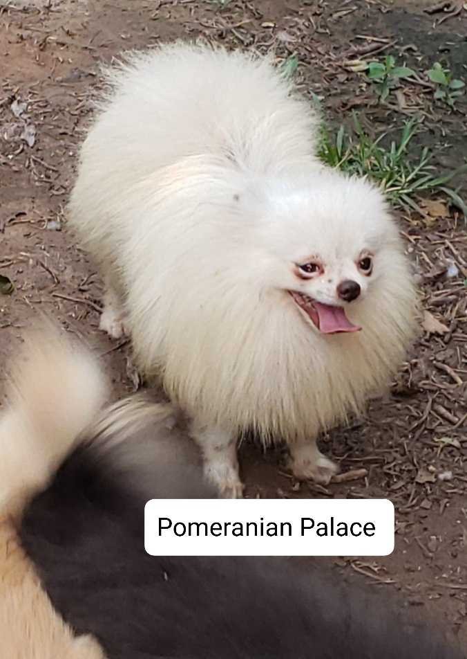 POMERANIAN PALACE - Updated April 2024 - Angleton, Texas - Pet Breeders ...