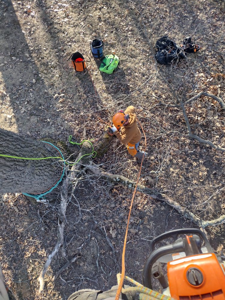 BLUE PINE WORKS - Updated October 2025 - 60 Photos - 405 13th St NW, Pine City, Minnesota - Tree ...