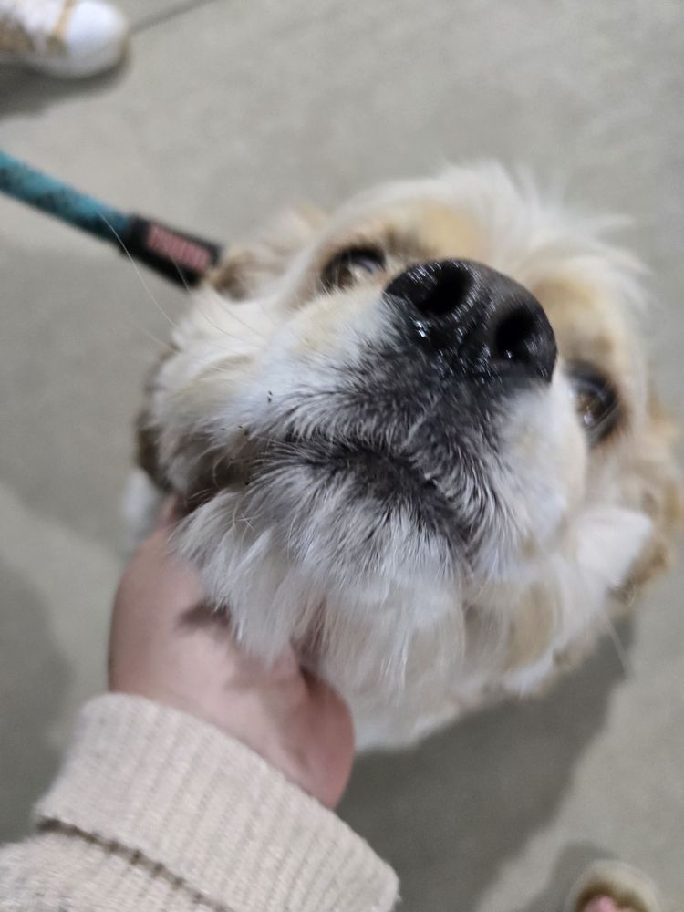 MUTTY PAWS OF NWA - Updated October 2025 - 2185 Worth Ln, Springdale ...