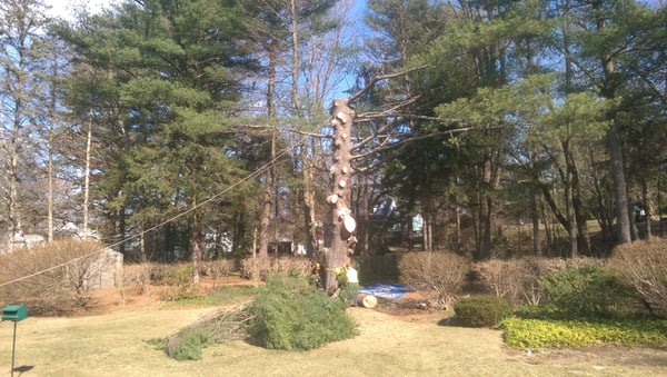 COMMUNITY TREE SERVICE - Updated September 2025 - 13 Photos & 19 ...