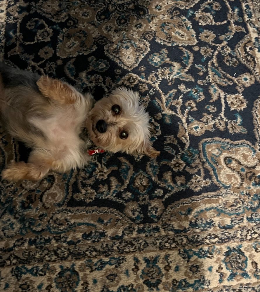 K9 BATH BODY & BOARDING - Updated October 2025 - 45 Photos & 15 Reviews - 28669 Hardiman Rd ...