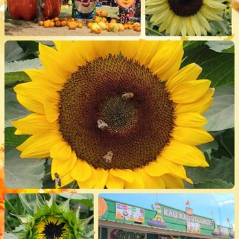 ALOUN FARMS - Updated July 2025 - 870 Photos & 169 Reviews - 91-1440 ...