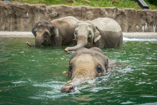 OREGON ZOO - Updated August 2024 - 3147 Photos & 899 Reviews - 4001 SW ...