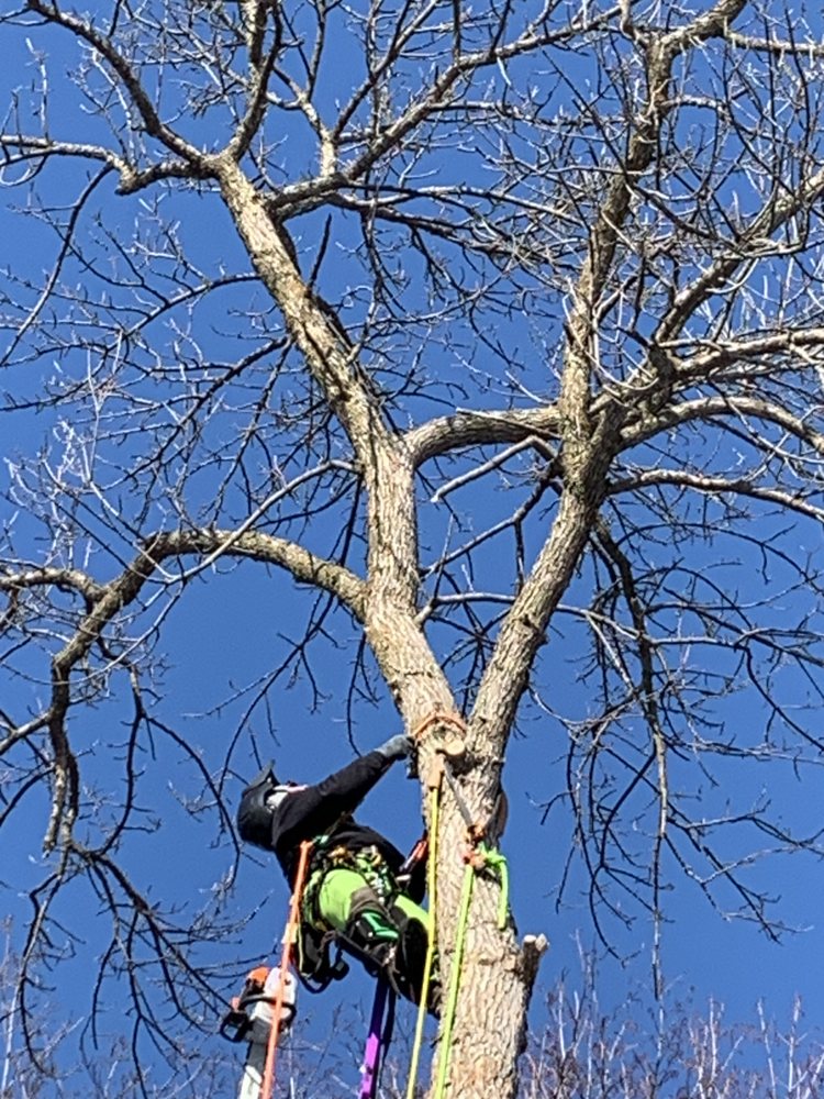 TRUENORTH TREE CARE - Updated July 2025 - Request a Quote - 12800 ...