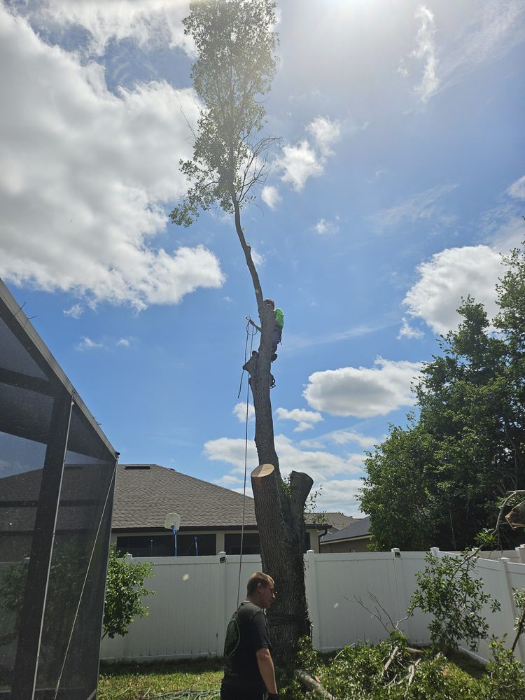 VOLUSIA BOBCAT & TREE SERVICE - Updated March 2025 - 210 Valencia Rd ...