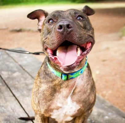 SEATTLE ANIMAL SHELTER - Updated January 2026 - 47 Photos & 102 Reviews ...