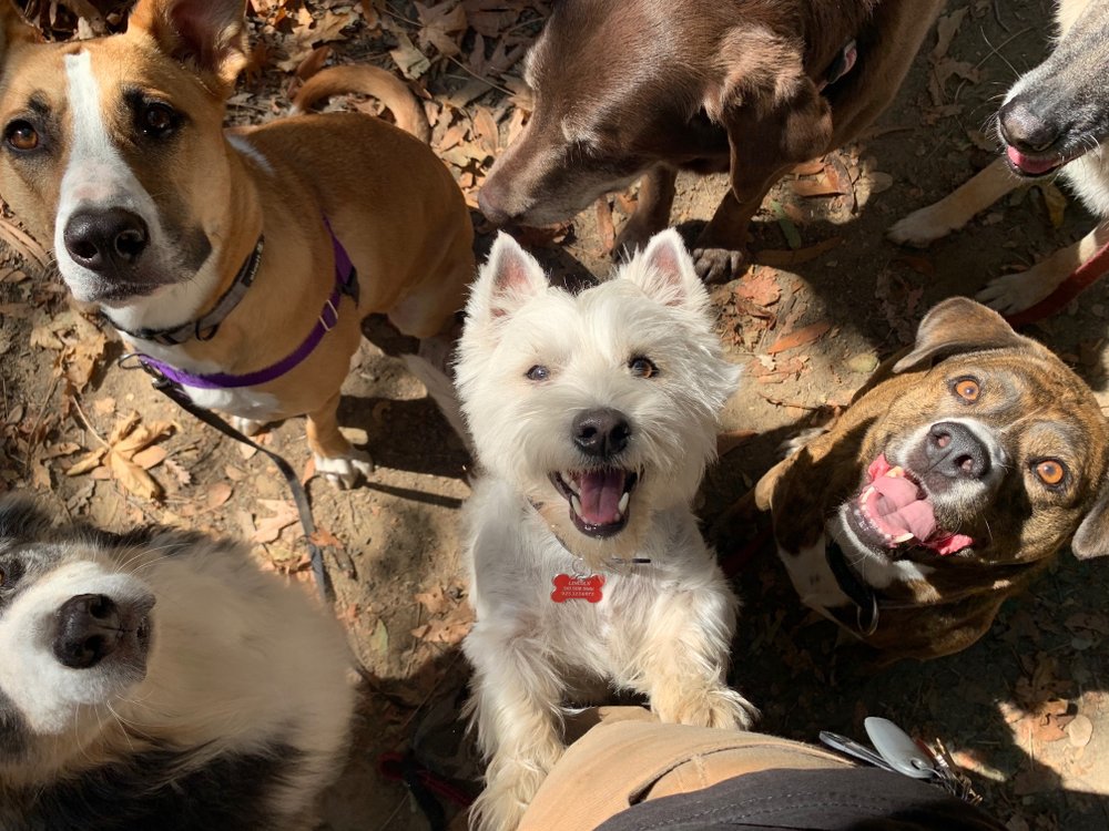 RED ROVER DOG WALKING & SOCIALS - Updated July 2025 - 1702 Meridian Ave ...