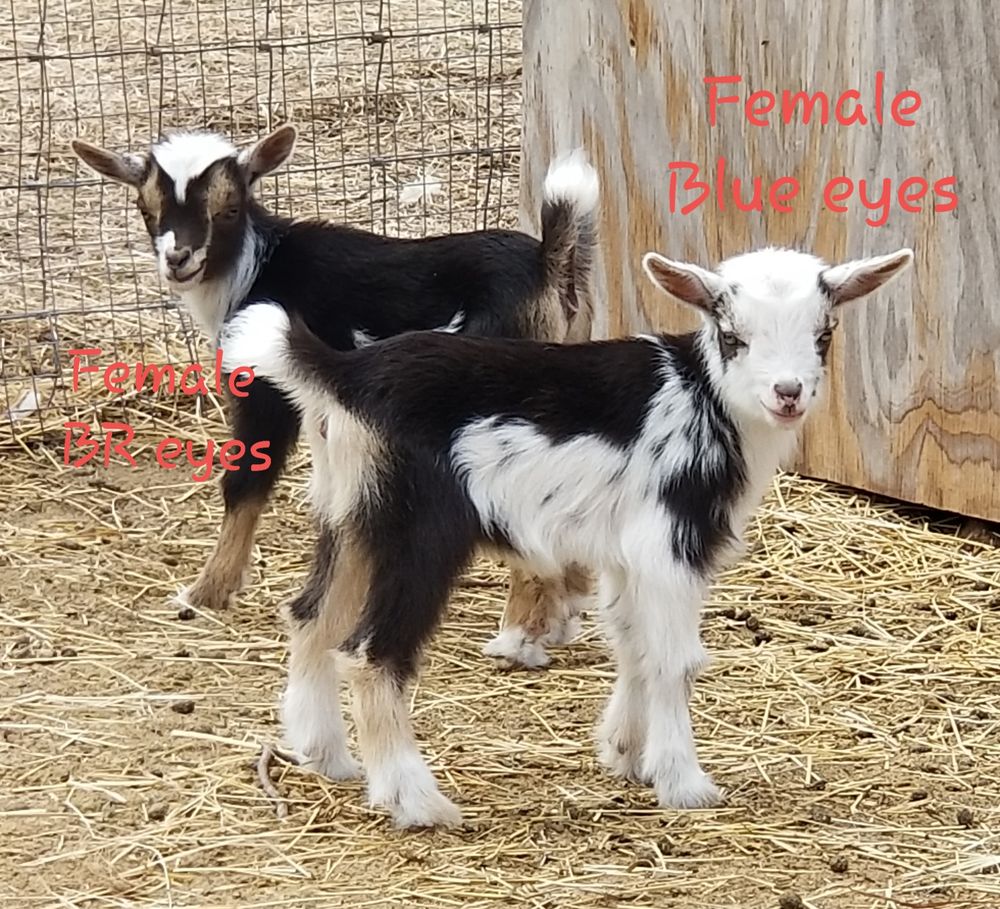 CD&J MINI RANCH - 29 Photos - 29575 Adams Rd, San Benito, TX - Yelp