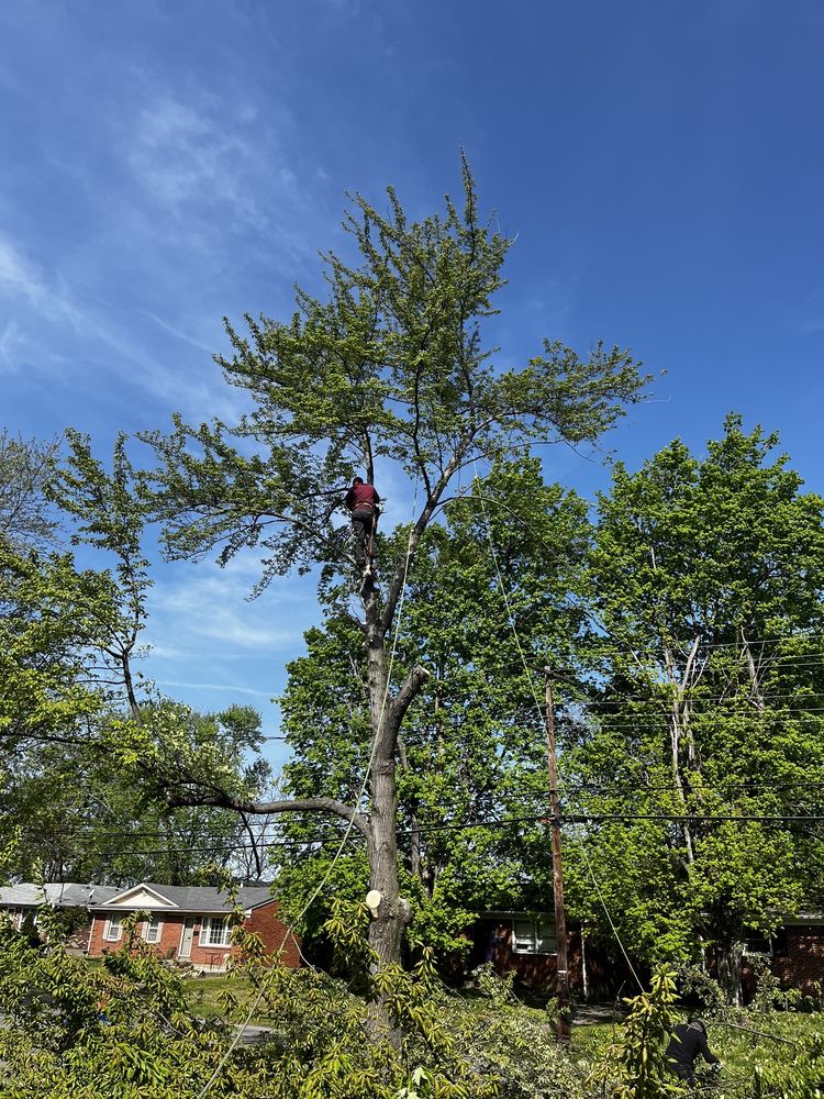 PENA’S TREE SERVICE - Updated December 2025 - 15 Photos - Shelbyville ...