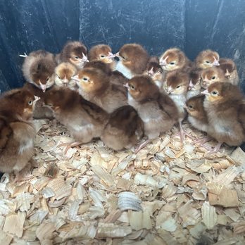 HEARTLAND HATCHERY - Updated December 2025 - 18 Photos - 9593 Nw County ...