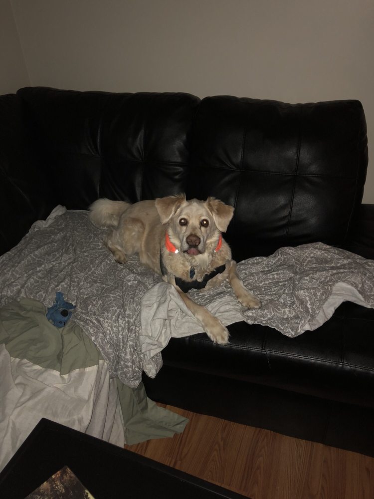 DEWEY’S DOGS - Updated February 2025 - 10 Photos - Pinckney, Michigan ...