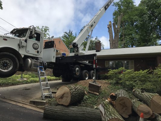 JL TREE SERVICE - 162 Photos & 117 Reviews - 10395 Democracy Ln ...