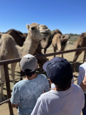 OASIS CAMEL DAIRY - Updated December 2025 - 767 Photos & 358 Reviews ...